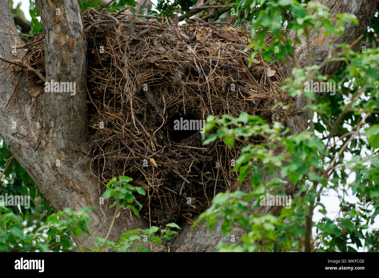 Hamerkop (Scopus umbretta) nest in a tree, Botswana Stock Photo - Alamy