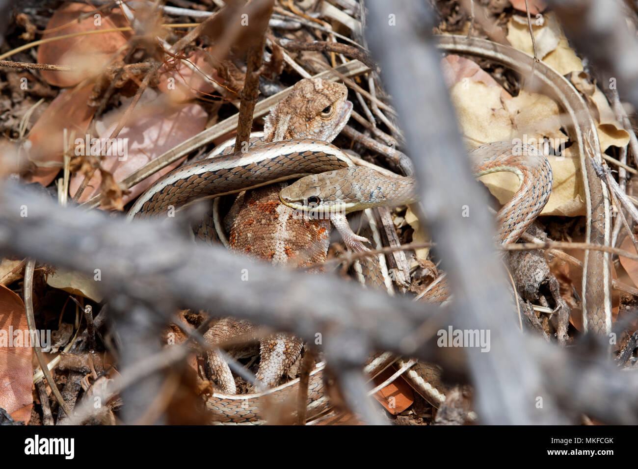 Stripe-bellied sand snake (Psammophis subtaeniatus) eating a ground ...