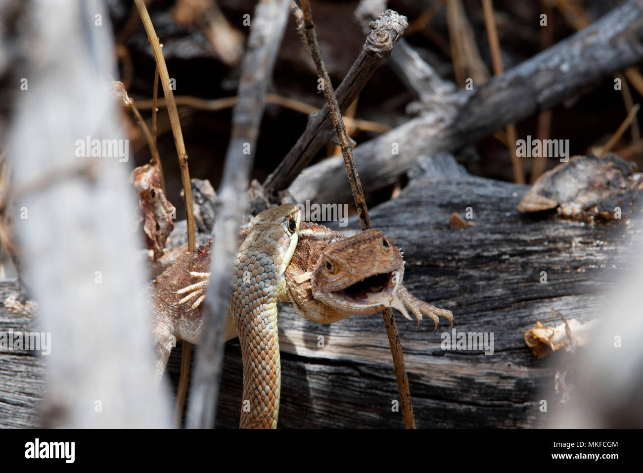 Western stripe bellied sand snake eating hi-res stock photography and ...