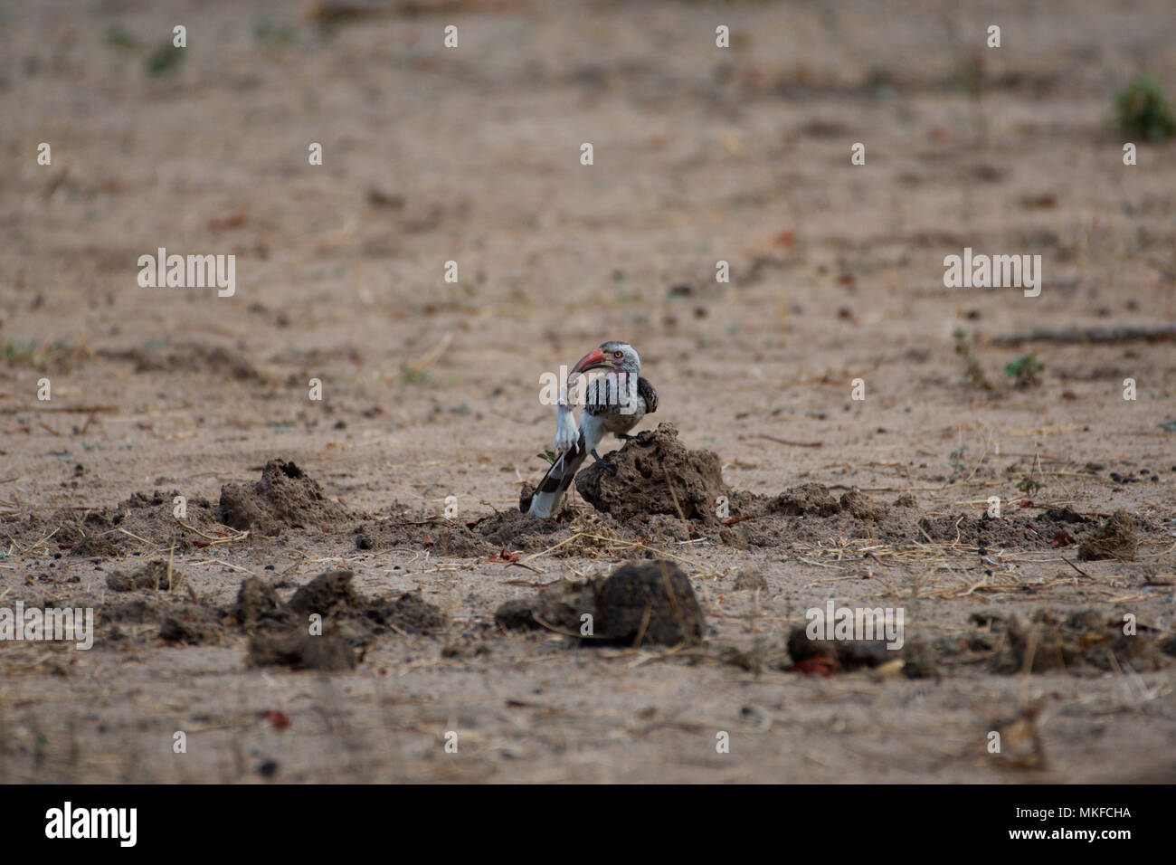 Red-billed hornbill (Tockus erythrorhynchus) with a rodent in the bill ...