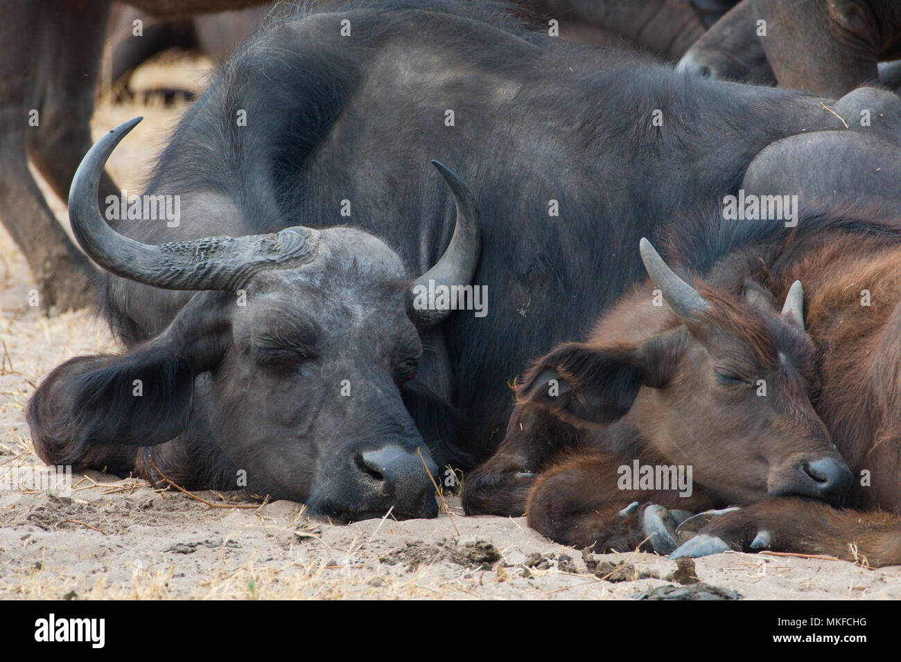 African buffalo (Syncerus caffer) female and calf sleeping, Botswana ...