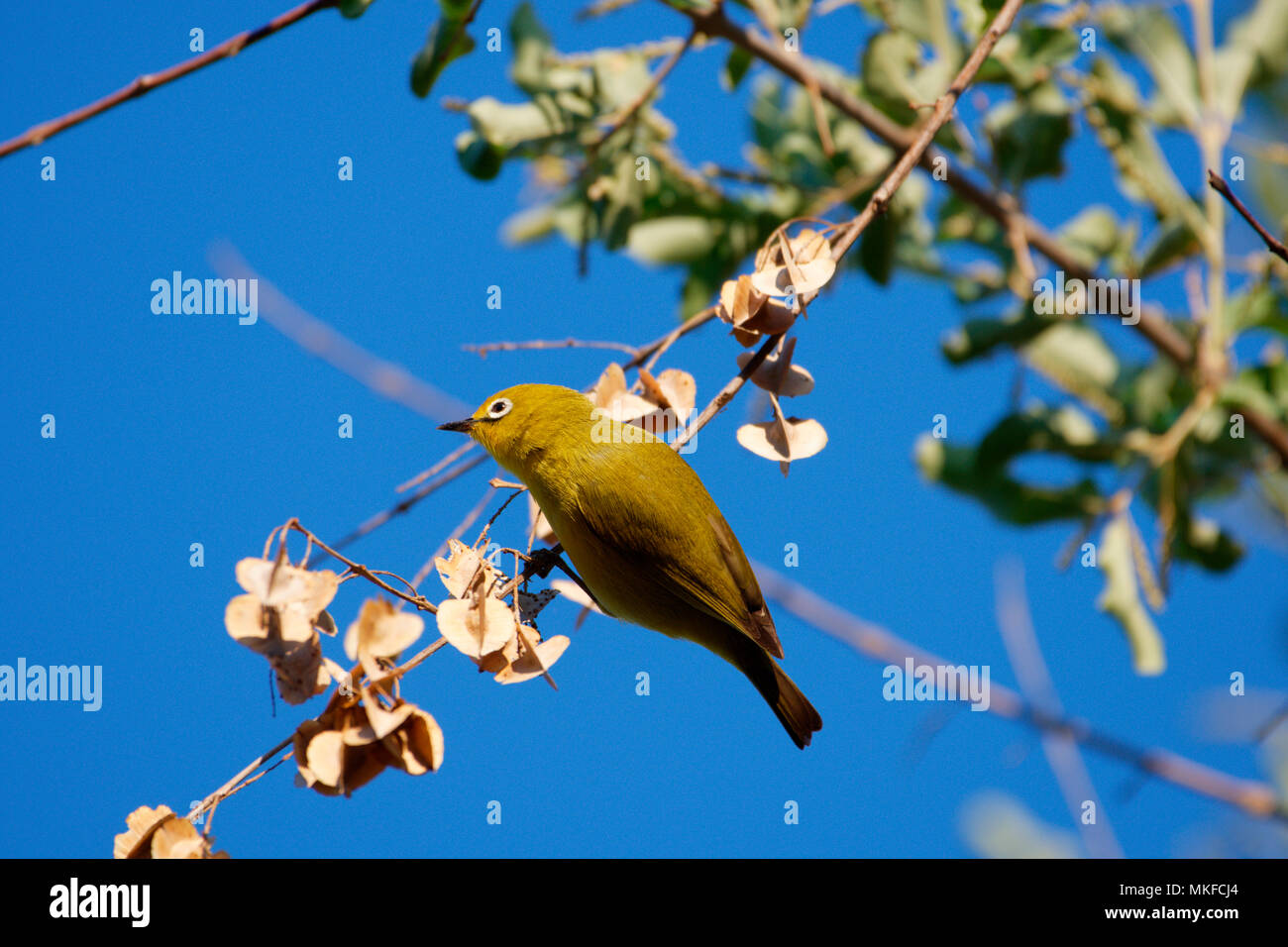 African yellow white eyes zosterops senegalensis hi-res stock ...