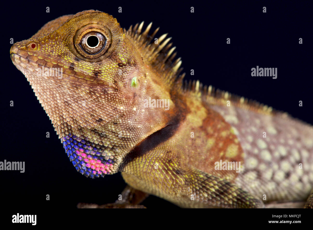 Portrait of Bell's angle head lizard (Gonocephalus bellii) on black ...