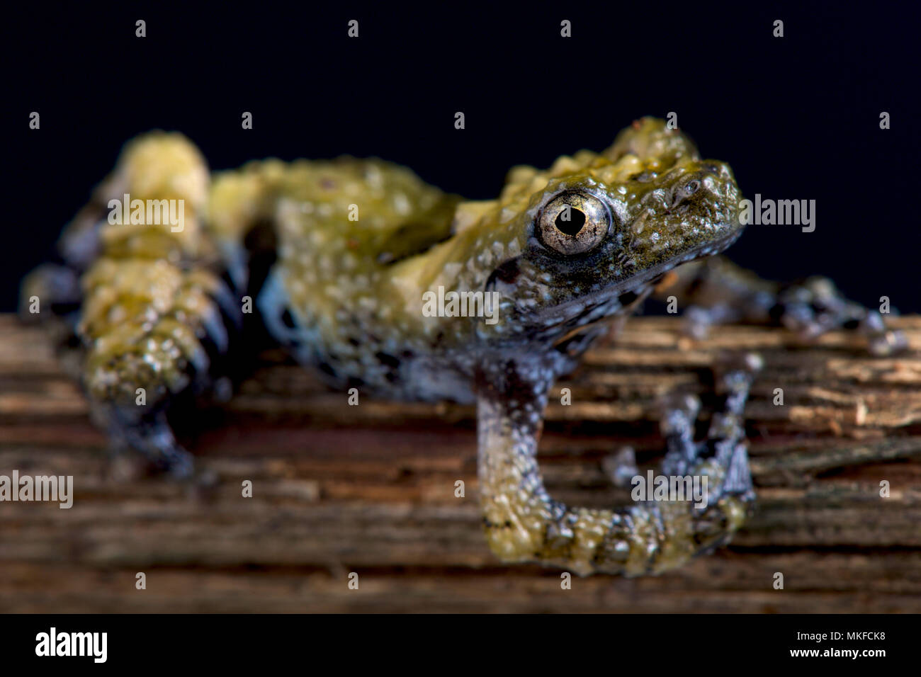 Pied warty frog (Theloderma asperum Stock Photo - Alamy