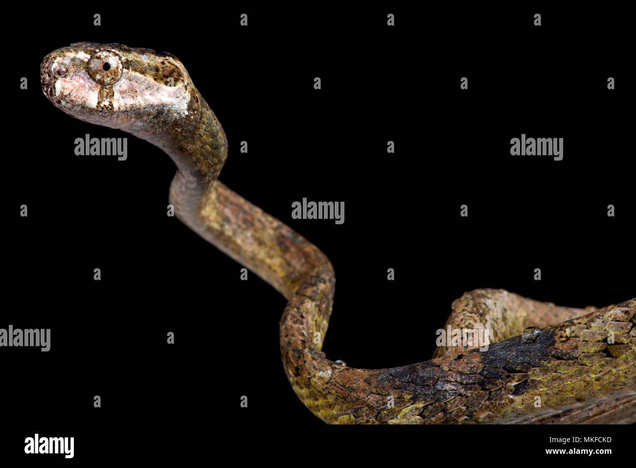 Portrait of Blunt-headed slug-eating snake (Aplopeltura boa) on black ...