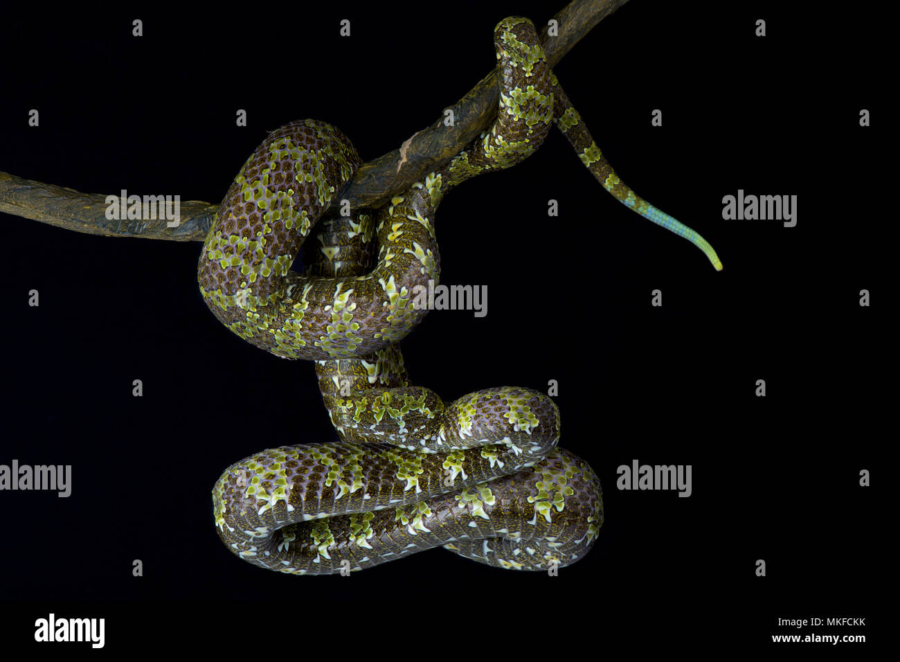 Mangshan pitviper (Protobothrops mangshanensis) on black background ...