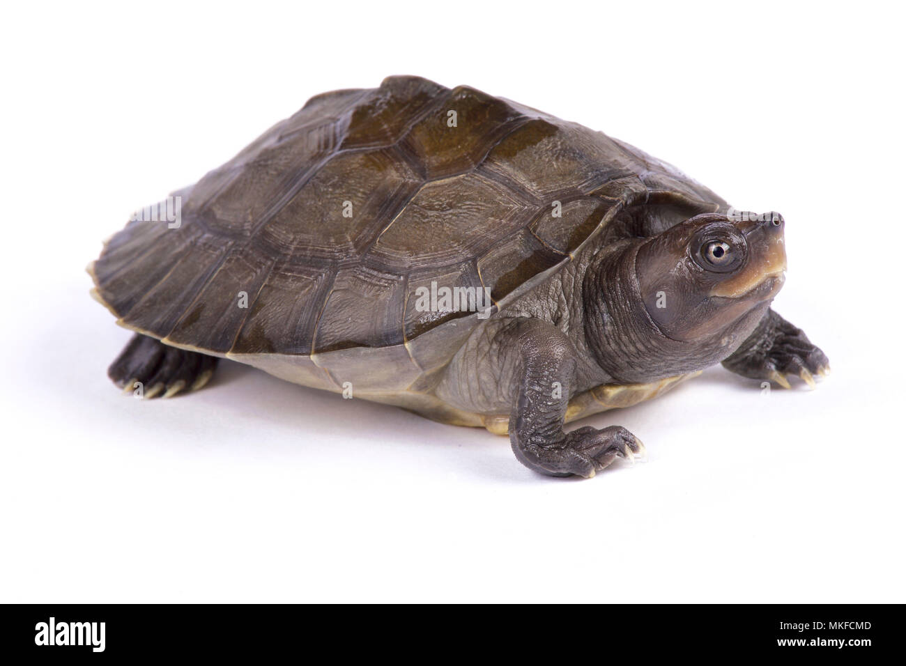 Painted terrapin (Batagur borneoensis) on white background Stock Photo ...