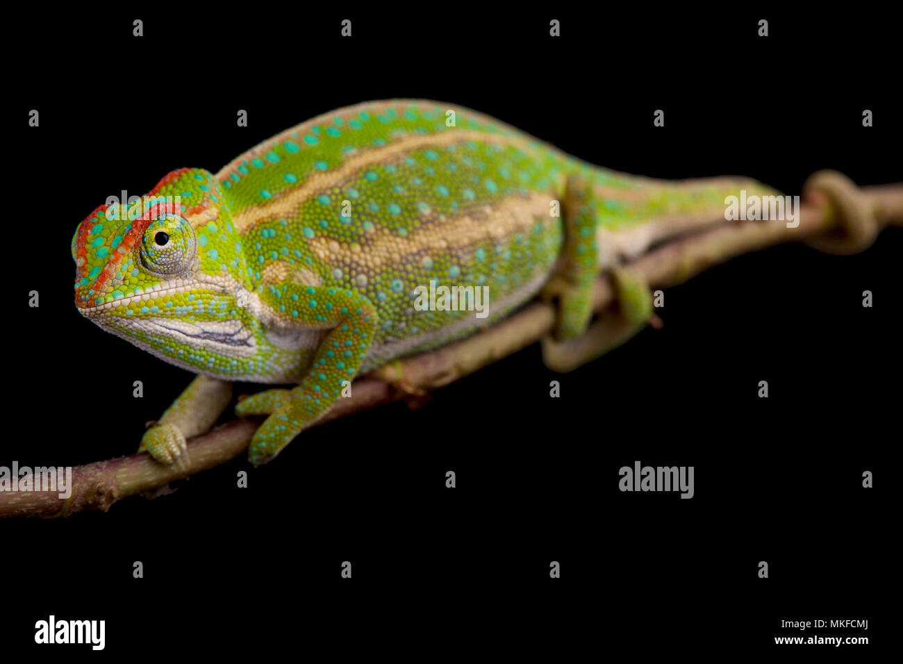 Furcifer campani hi-res stock photography and images - Alamy