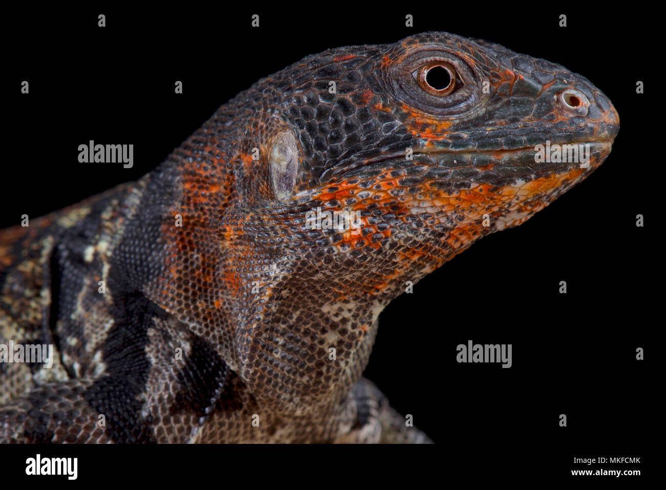 Iucn red list of threatened sp hi-res stock photography and images - Alamy
