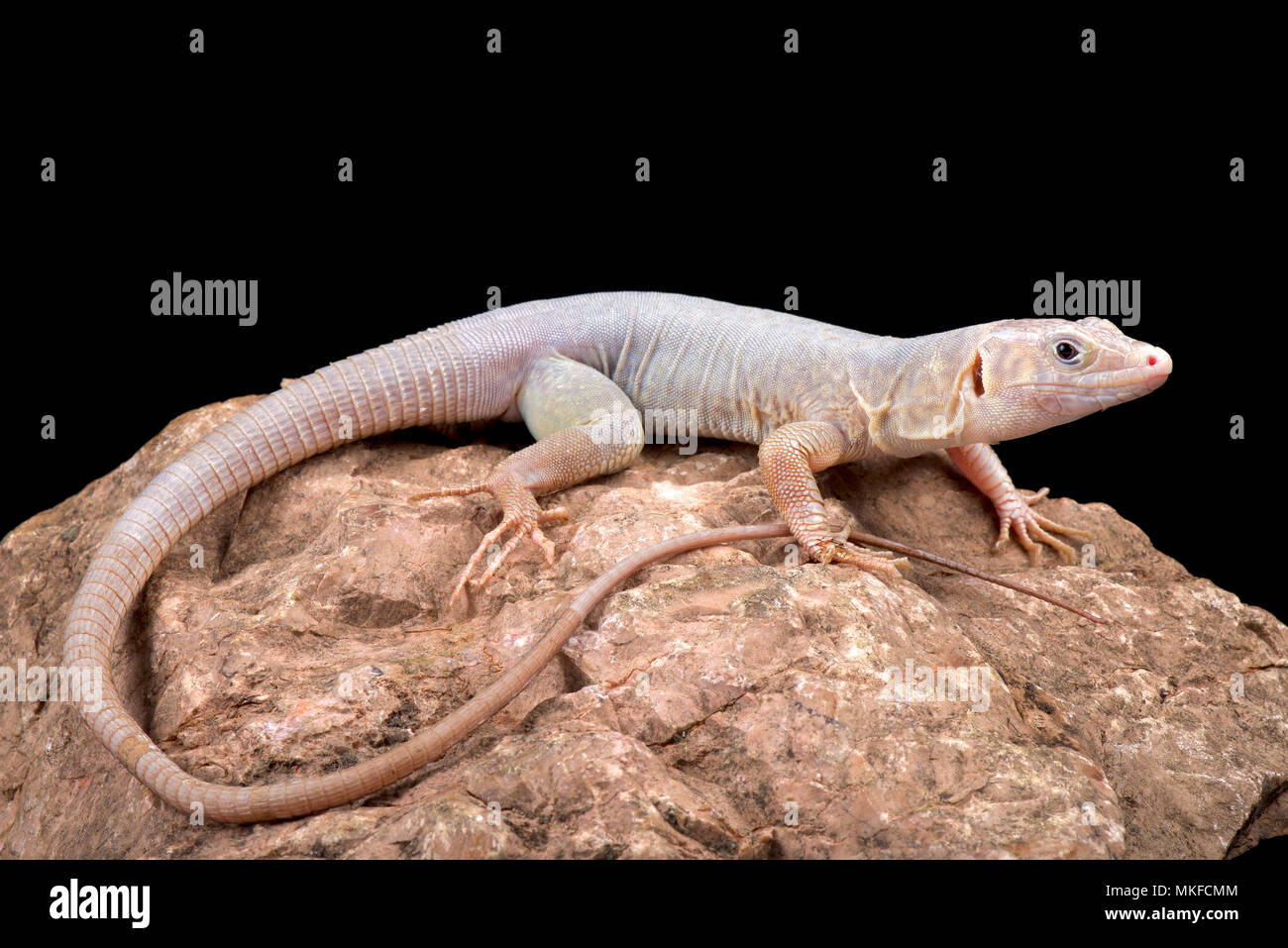 Omanosaura hi-res stock photography and images - Alamy