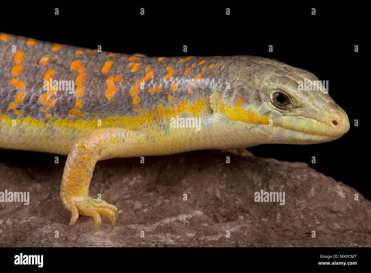 Berber skink (Eumeces schneideri) on black background Stock Photo - Alamy