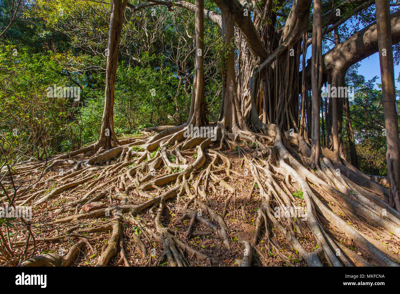 Indian banyan hi-res stock photography and images - Alamy