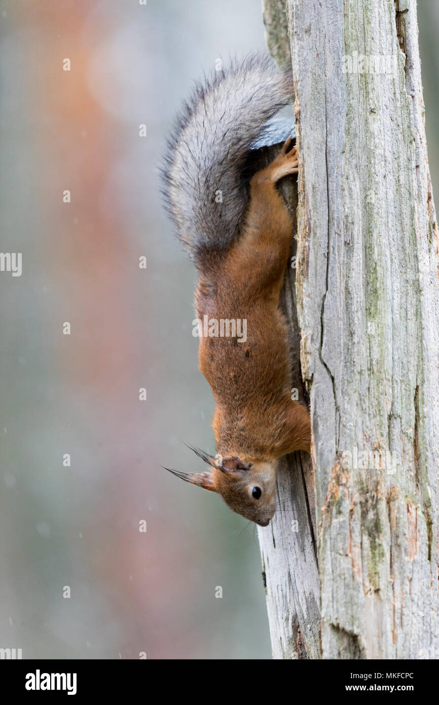 Dead gray squirrel hi-res stock photography and images - Alamy