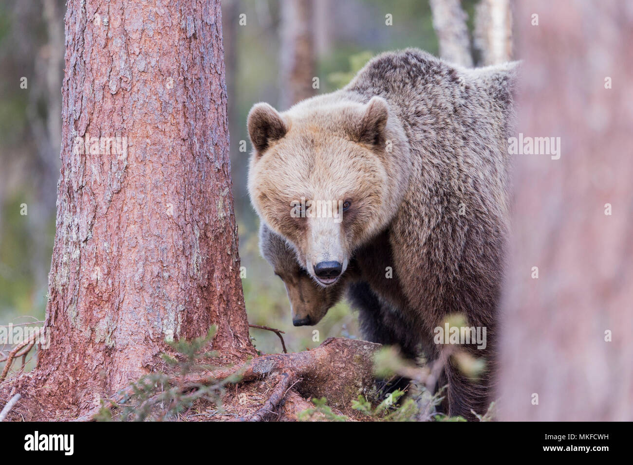Ursidae family hi-res stock photography and images - Alamy