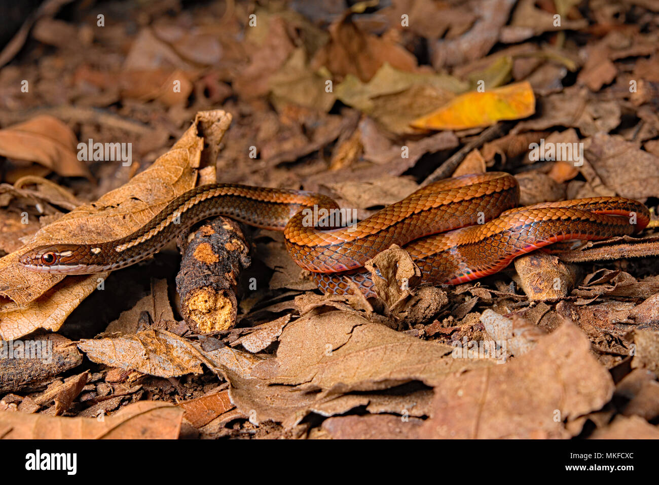 Adorned Graceful Brown Snake (Rhadinaea decorata), Costa Rica Stock ...