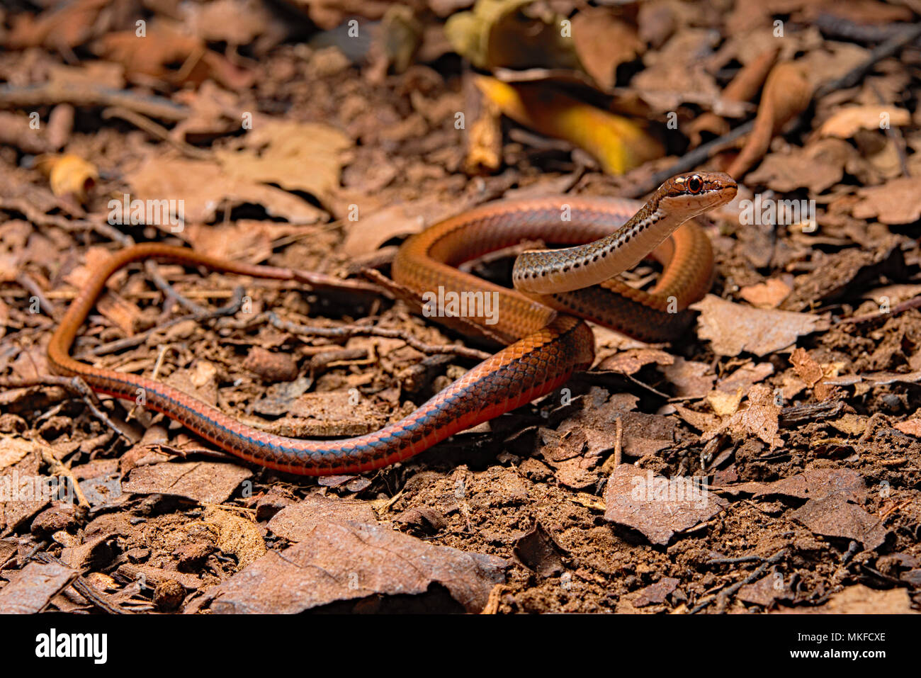 Adorned Graceful Brown Snake (Rhadinaea decorata), Costa Rica Stock ...