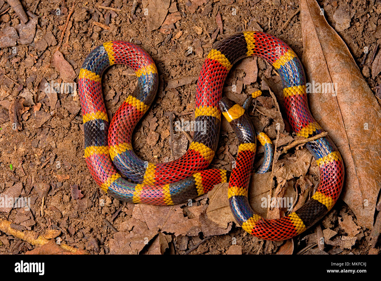 Elapidae micrurus hi-res stock photography and images - Alamy