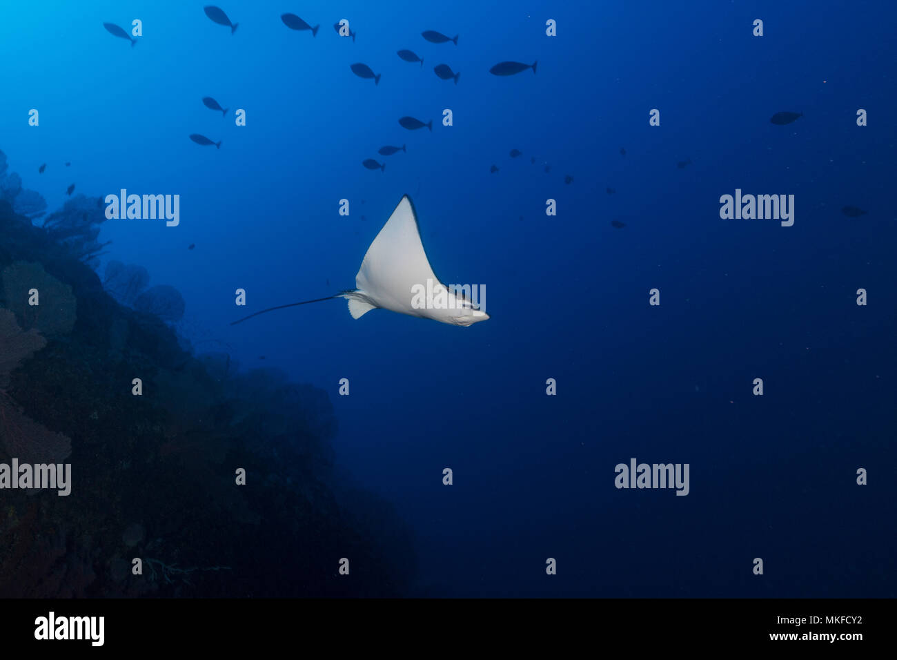 Eagle Ray (Myliobatis aquila) in the blue of the ocean at a depth of 50 ...