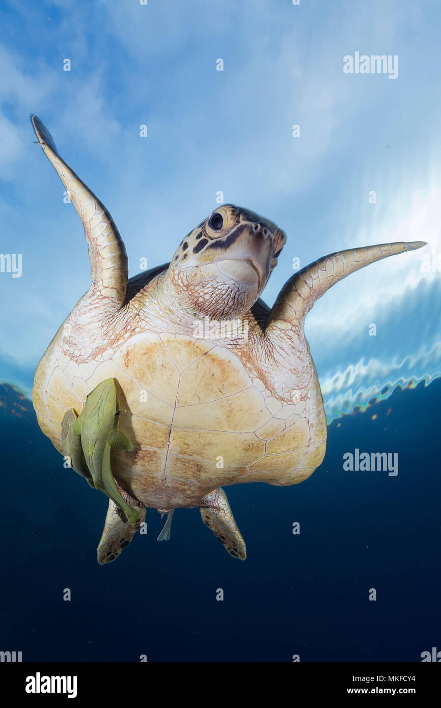 Green turtle (Chelonia mydas) with two Remora stuck on its plastron ...