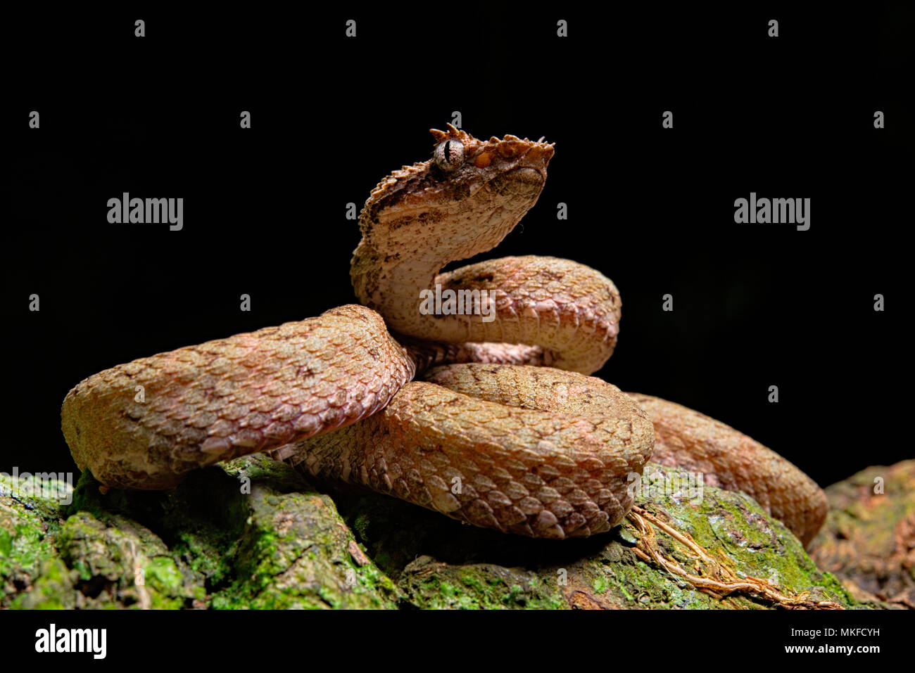 Eyelash viper (Bothriechis schlegelii) on black background, Costa Rica ...