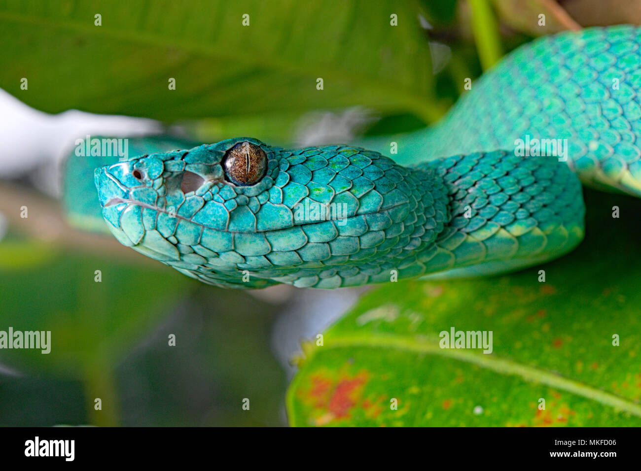 Portrait of Side Striped Palm Pitviper (Bothriechis lateralis), Costa ...