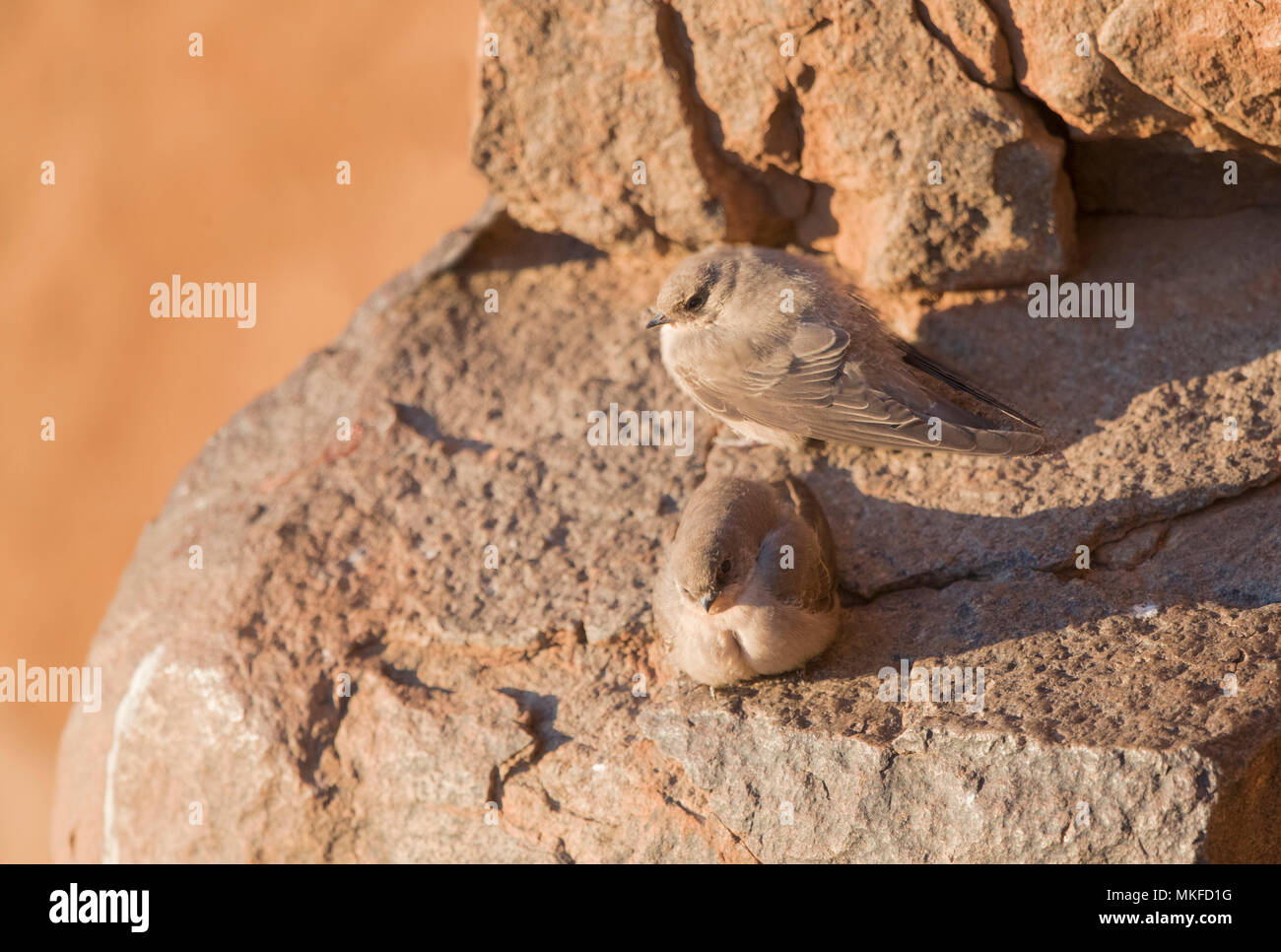 Rock martin (Ptyonoprogne fuligula), resting in a cliff, resting in a ...