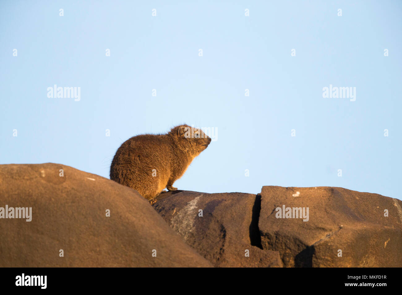 Rock hyrax (Procavia capensis), also called rock badger and Cape hyrax ...