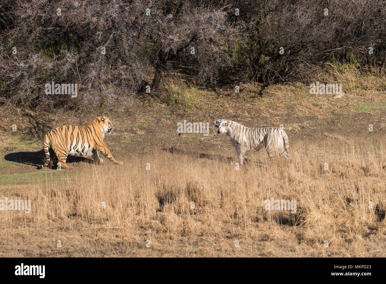 Bengal Tiger (Panthera tigris tigris) one regular and one white ...