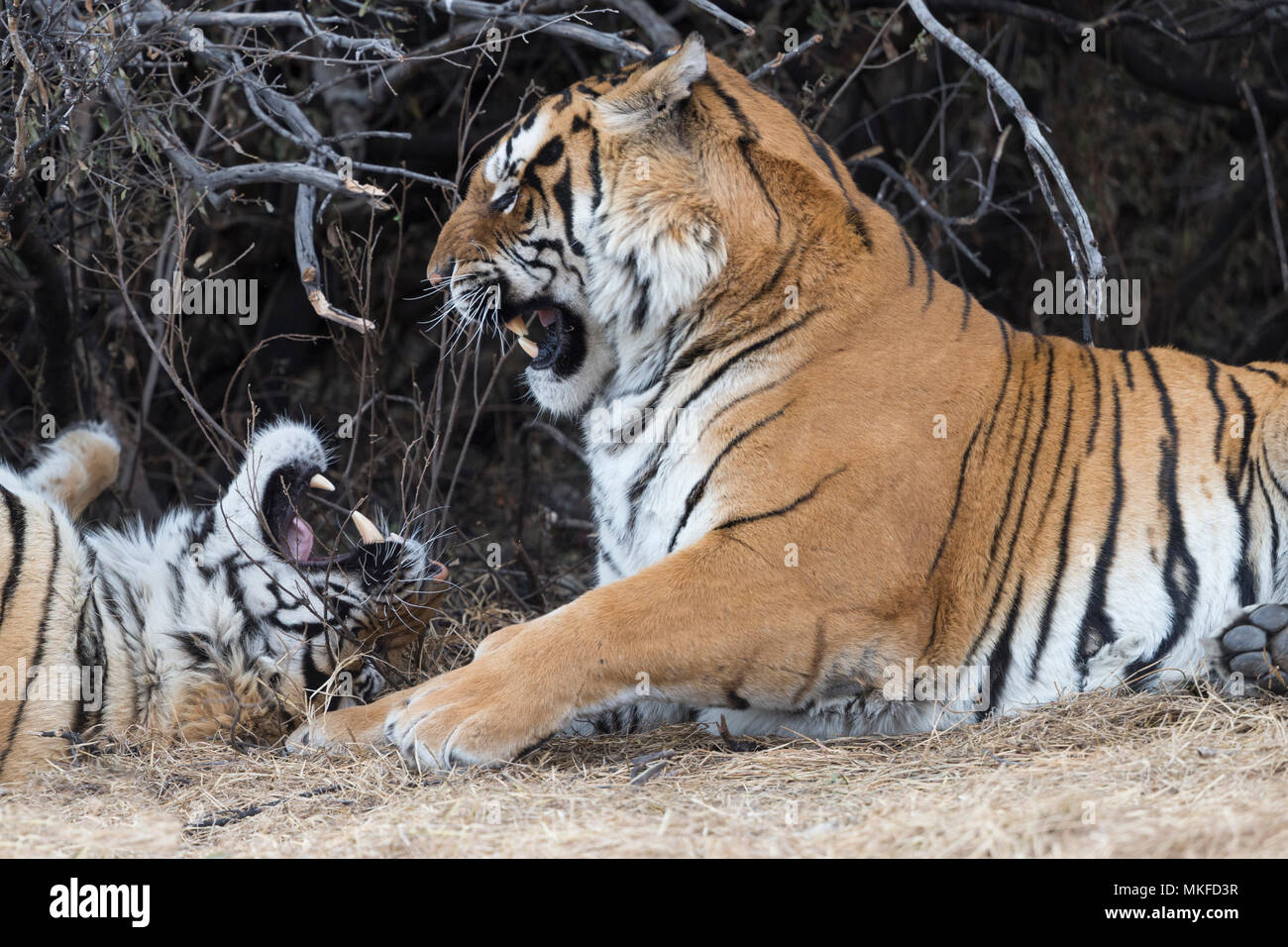 Bengal Tiger (Panthera tigris tigris) confrontation between males ...