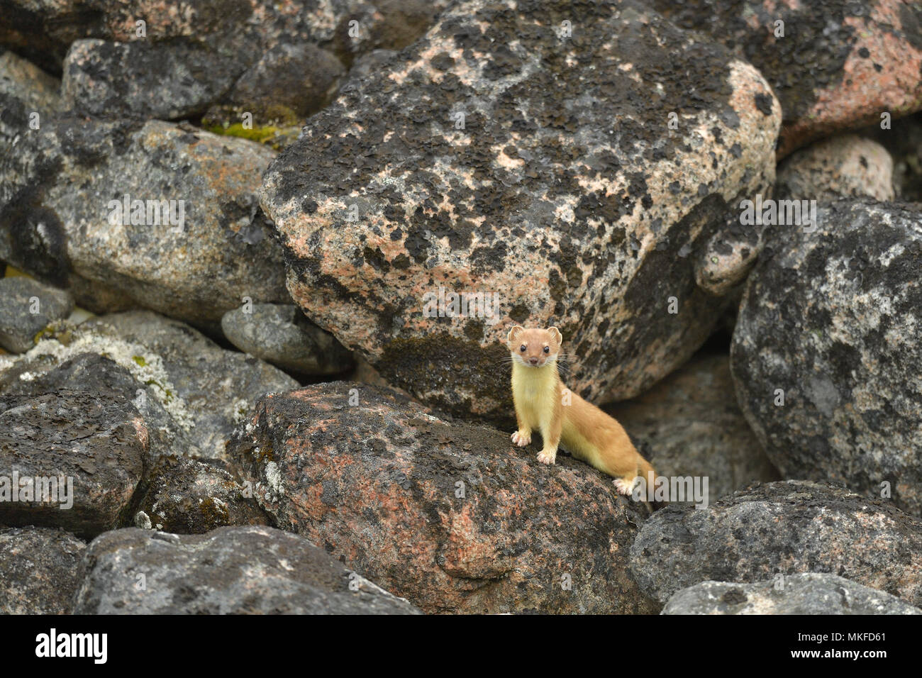 Mating liveries hi-res stock photography and images - Alamy