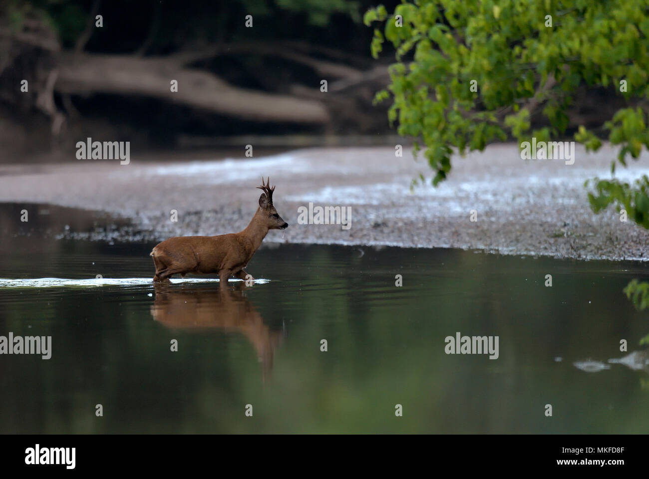 Roe deer (Capreolus capreolus) male crossing a small arm of the Loire ...