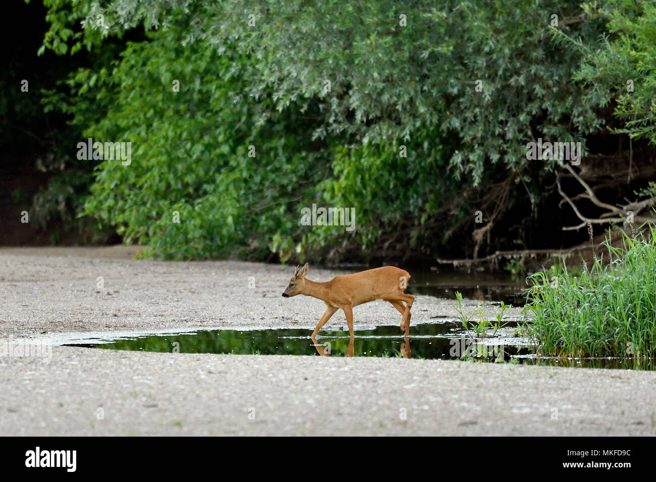 Roe deer (Capreolus capreolus) male crossing a low arm of the Loire in ...