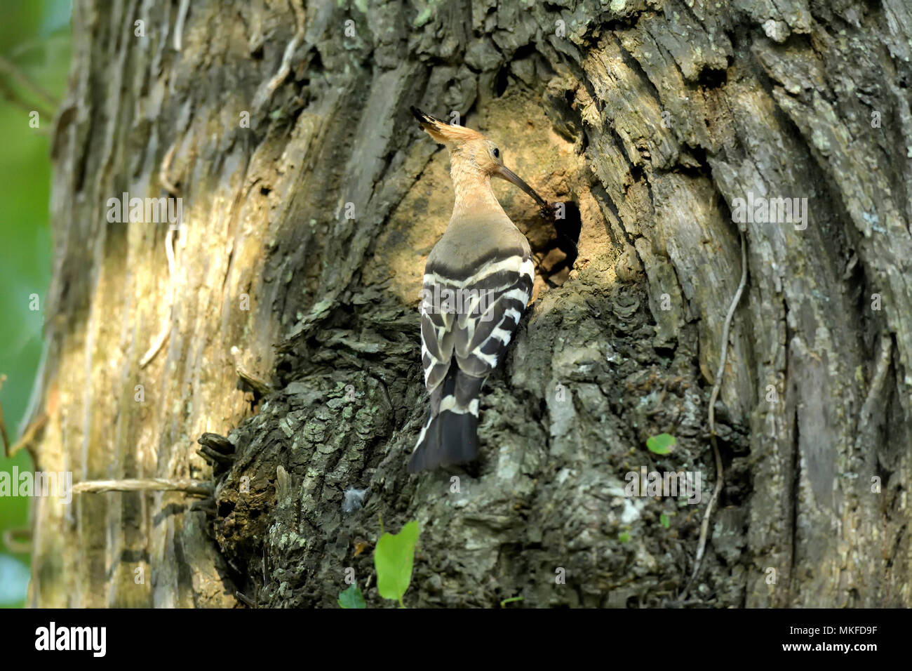 Hoopoe (Upupa epops) female feeding, Loire banks, Burgundy, France ...