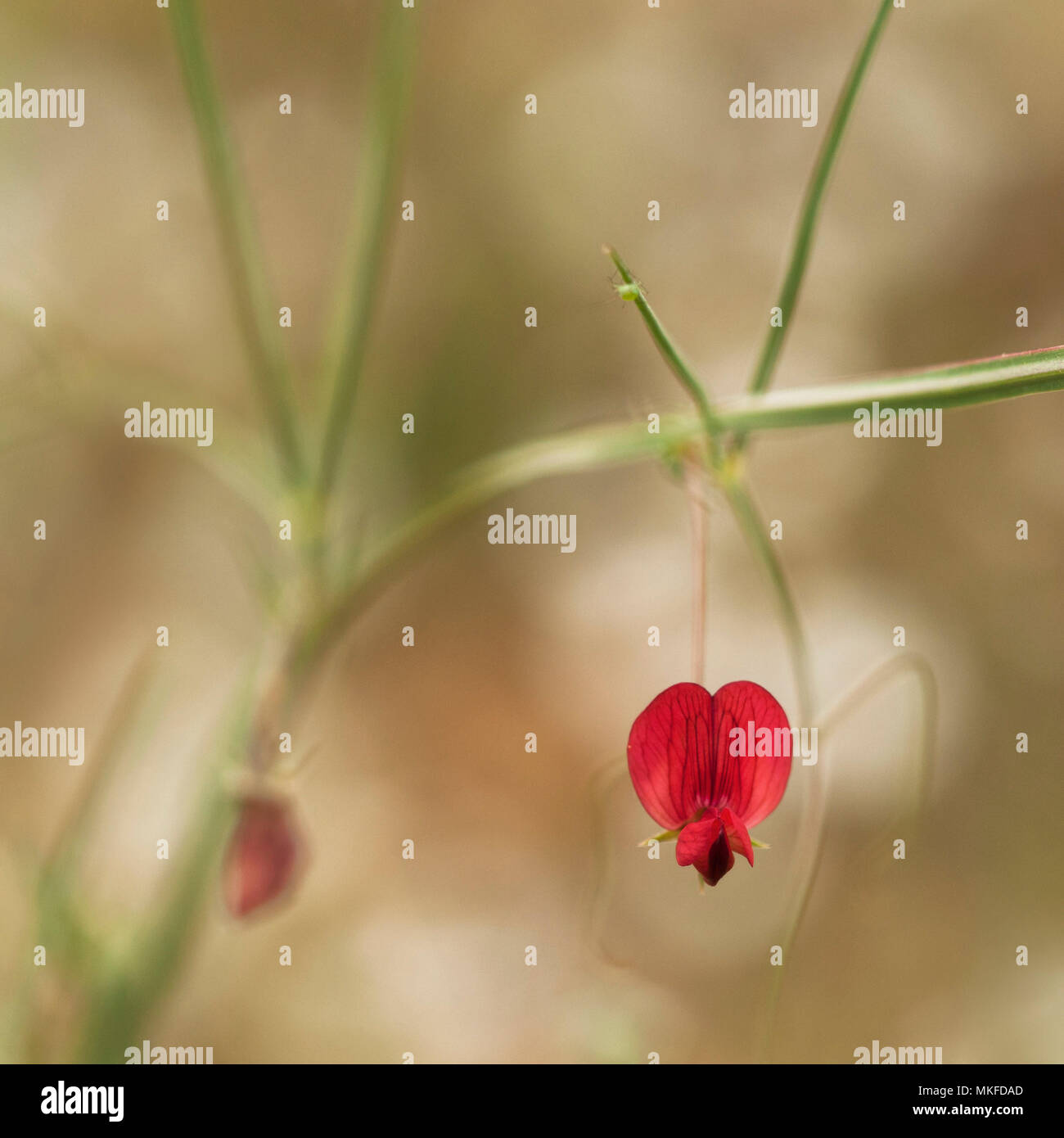 Lathyrus Sp High Resolution Stock Photography and Images - Alamy