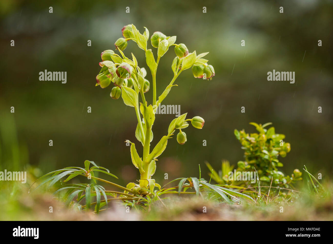 Stinking Hellebore (Helleborus foetidus) on a limestone soil under a ...