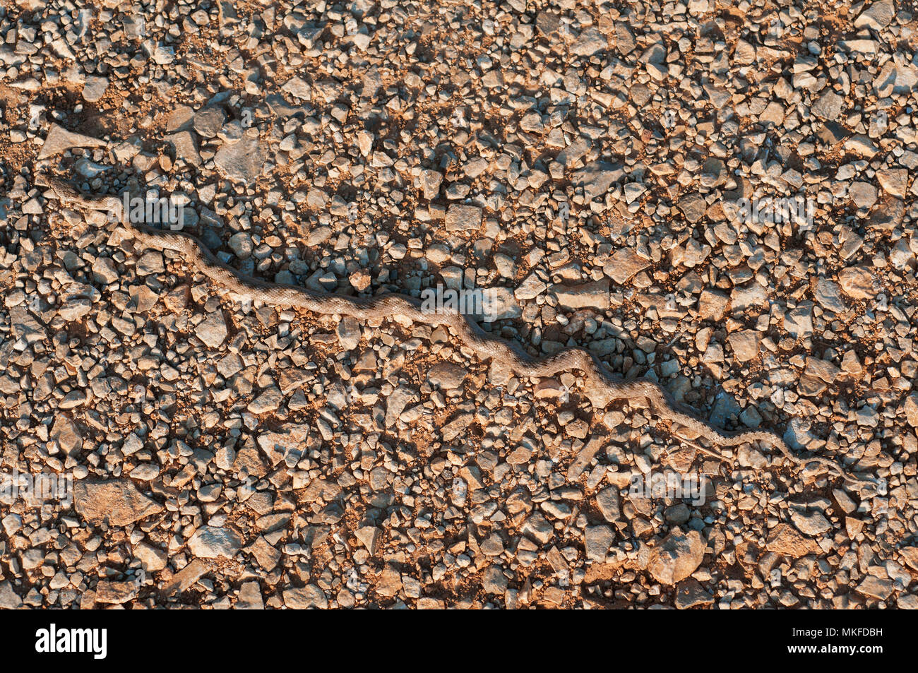 Mimicry of a Southern Smooth Snake (Coronella girondica) on a stony ...