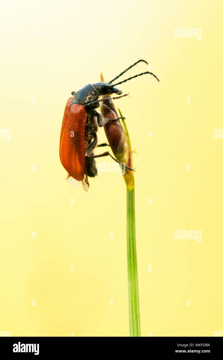 Comb-clawed beetle (Omophlus lepturoides) on the stem of an ...