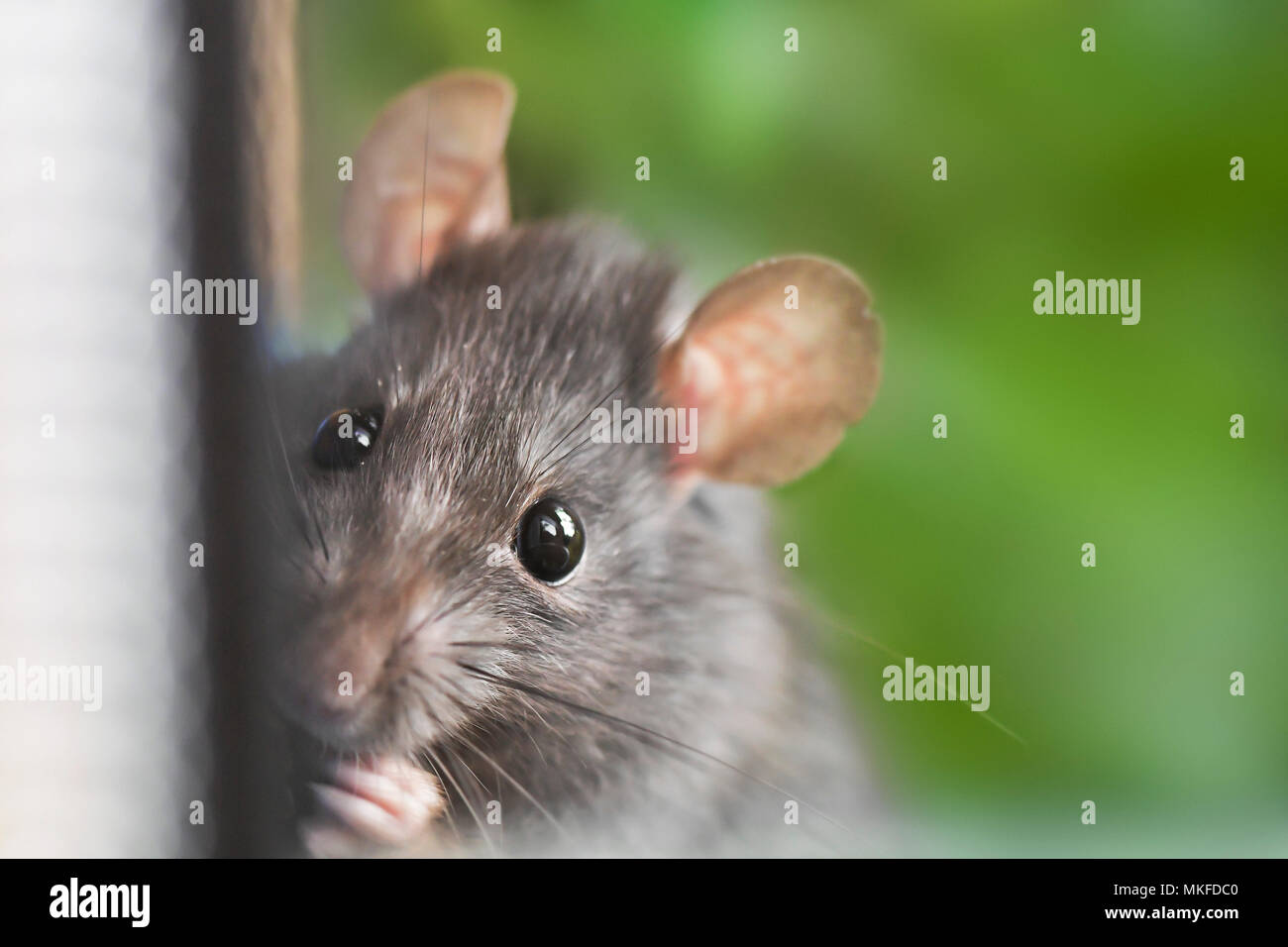 Young Black Rat (Rattus rattus) curious standing in front of the french ...