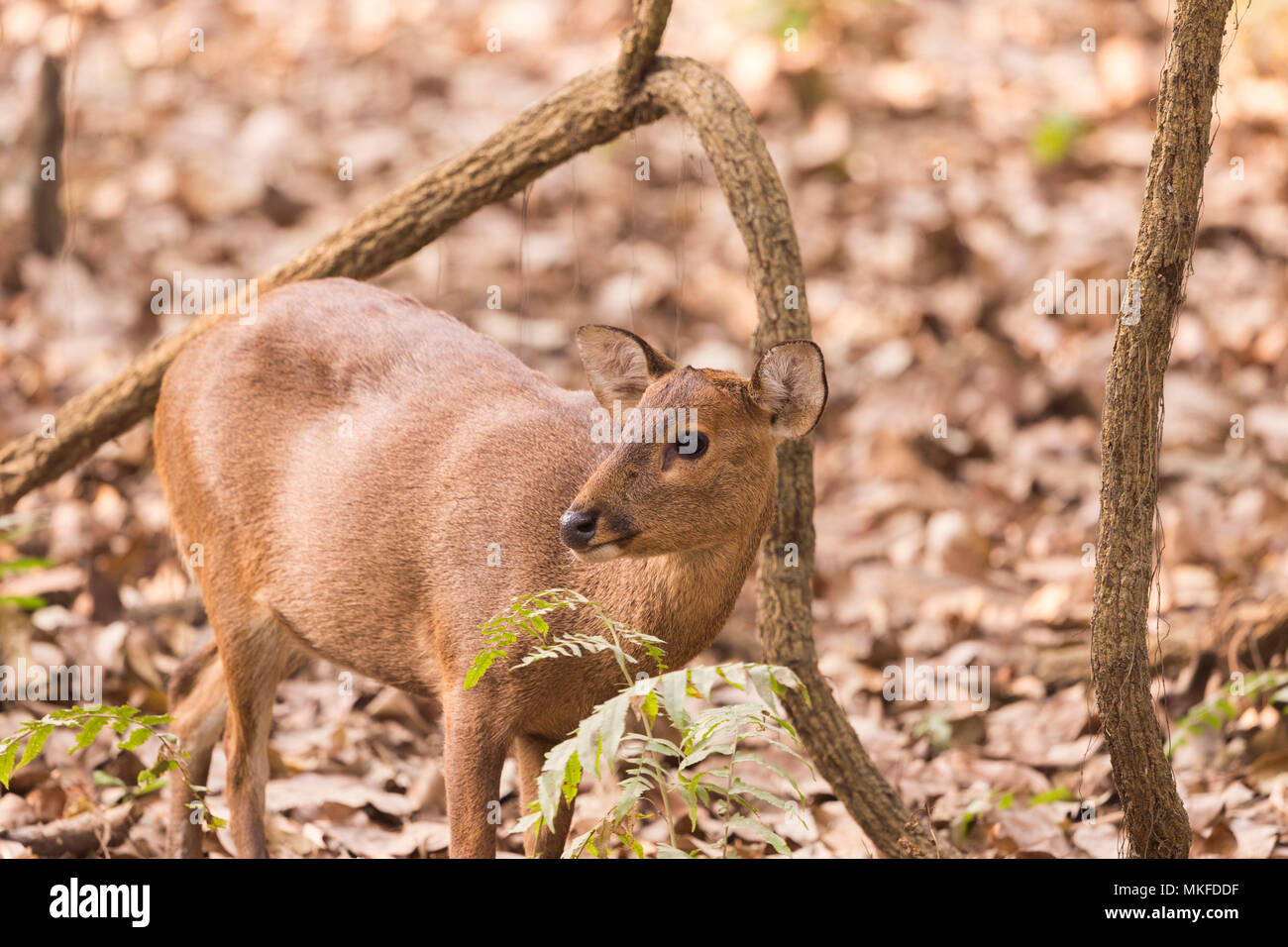 Hog Deer ( Axis porcinus or Hyelaphus porcinus), Kaziranga National ...