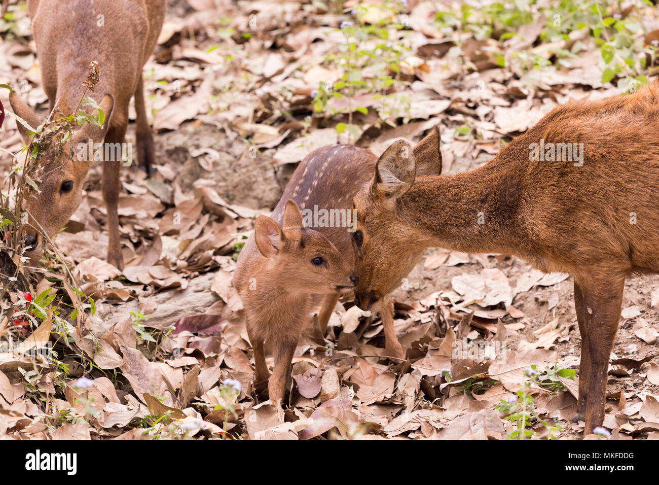Hog Deer ( Axis porcinus or Hyelaphus porcinus) with young, Kaziranga ...