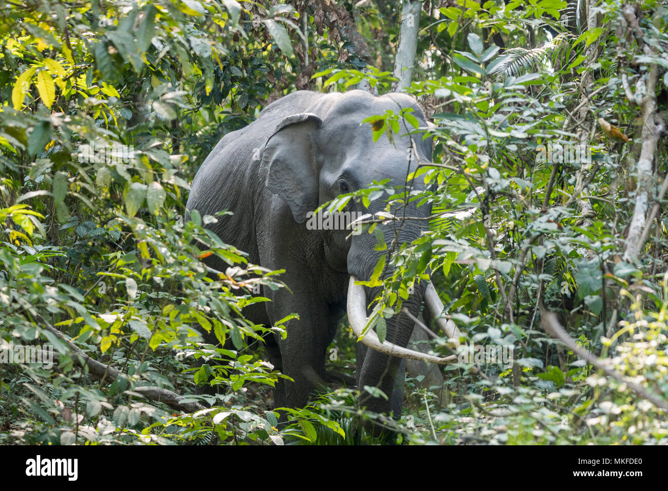 Flora of assam hi-res stock photography and images - Alamy