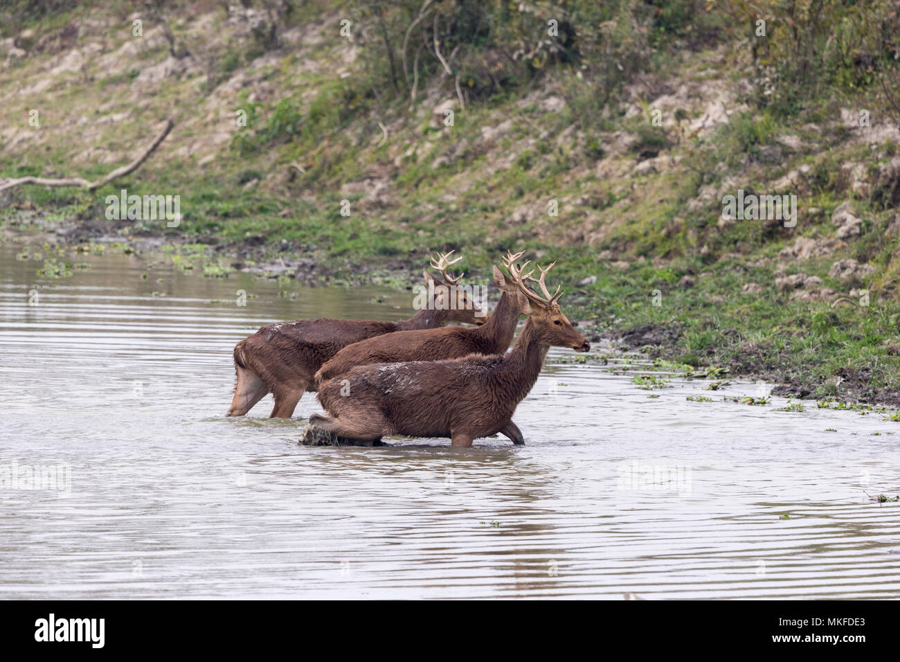 Swamp deer (Cervus duvaucelii ranjitsinghii ou Rucervus duvaucelii ...