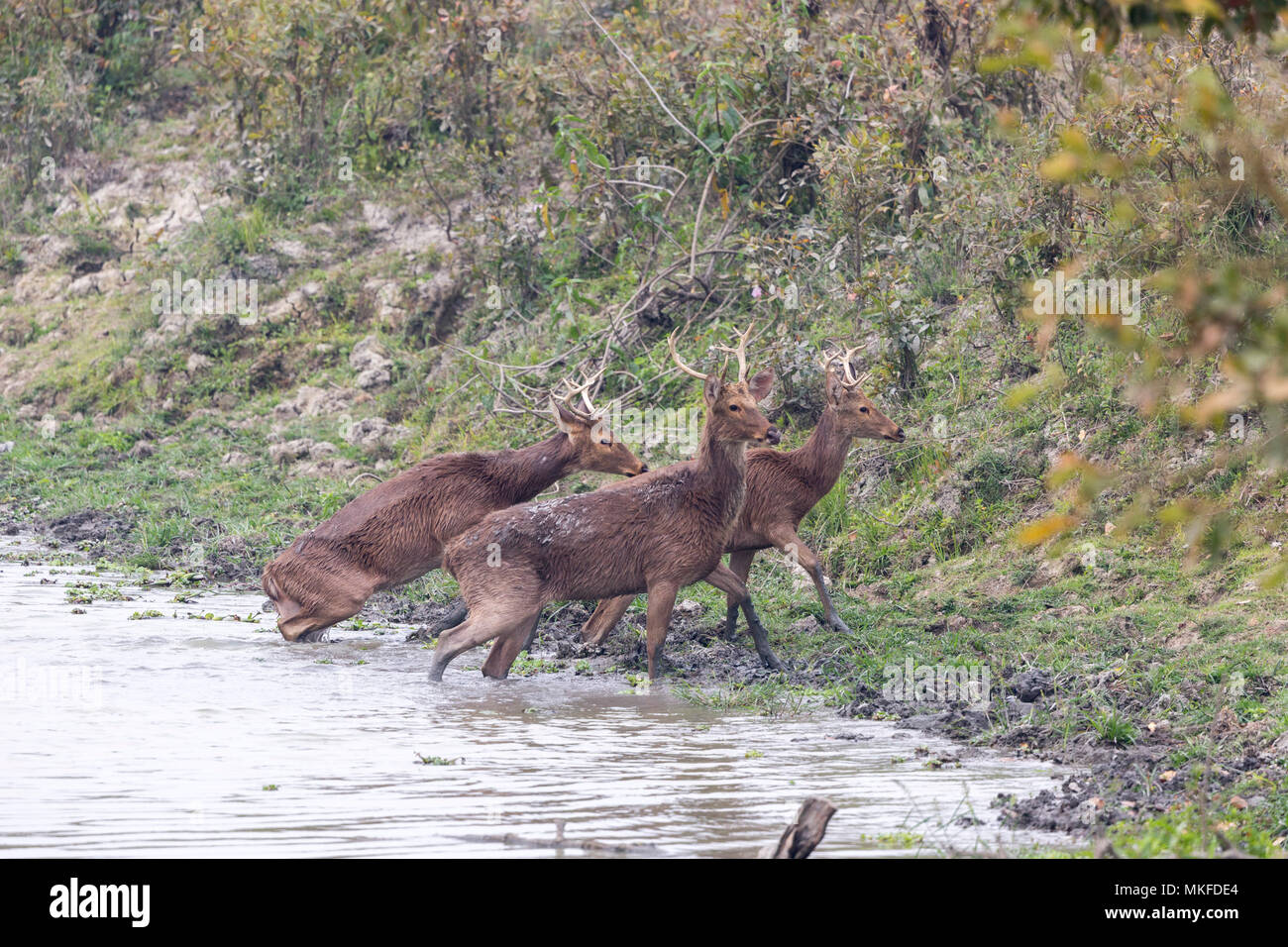 Swamp deer (Cervus duvaucelii ranjitsinghii ou Rucervus duvaucelii ...