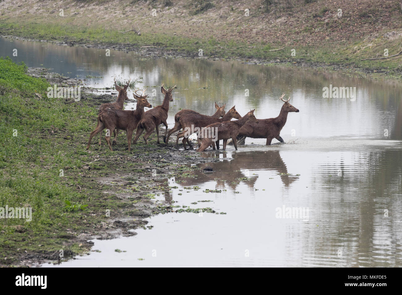 Swamp deer (Cervus duvaucelii ranjitsinghii ou Rucervus duvaucelii ...