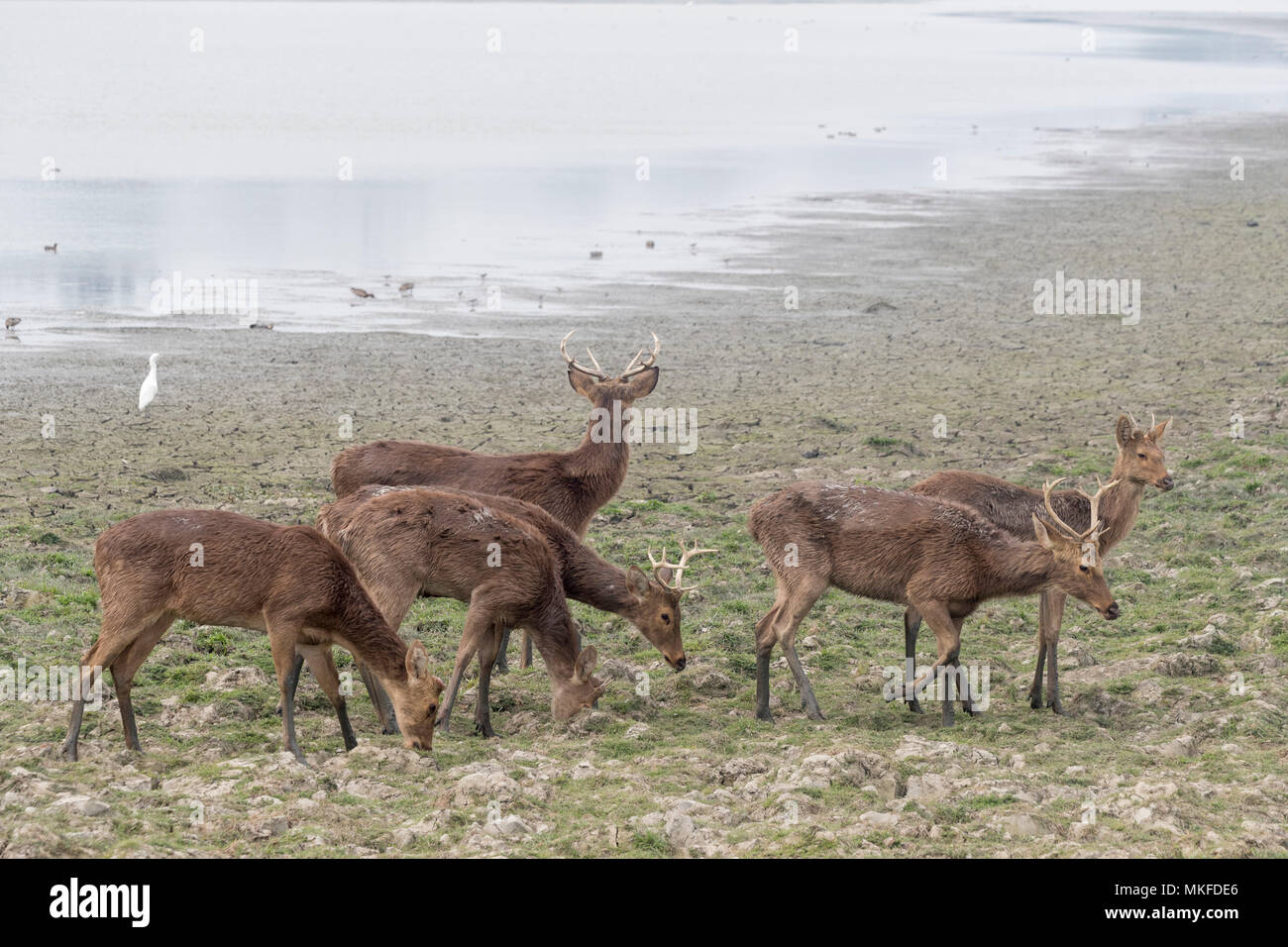 Swamp deer (Cervus duvaucelii ranjitsinghii ou Rucervus duvaucelii ...