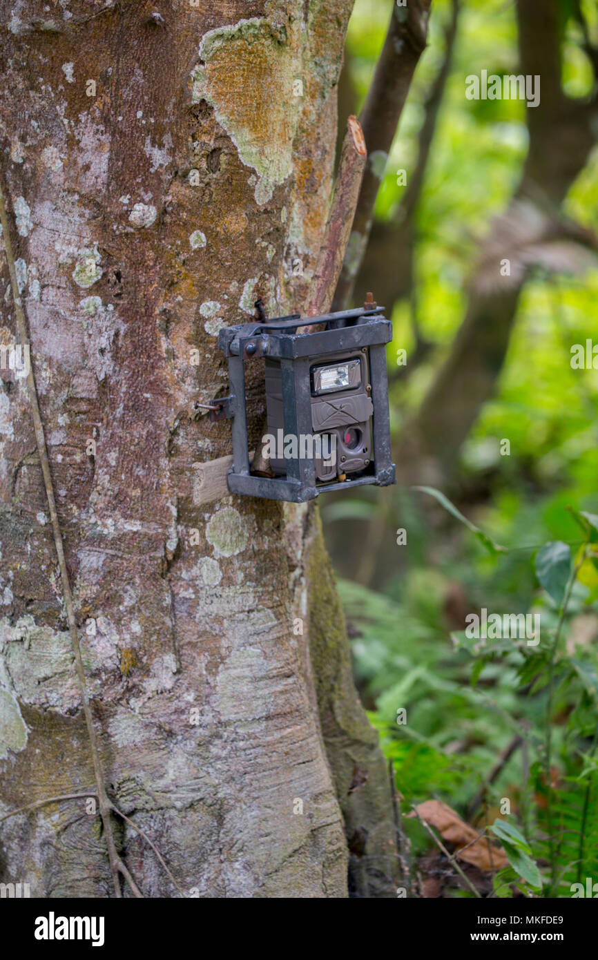 Veillance camera attached to a tree, camera trap, Kaziranga National ...