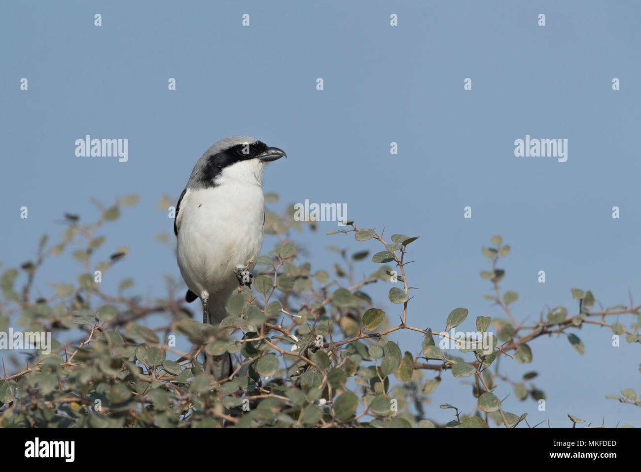 Laniidae hi-res stock photography and images - Alamy