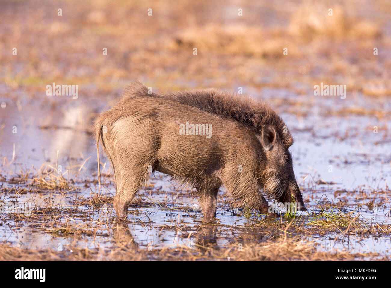Sus affinis hi-res stock photography and images - Alamy