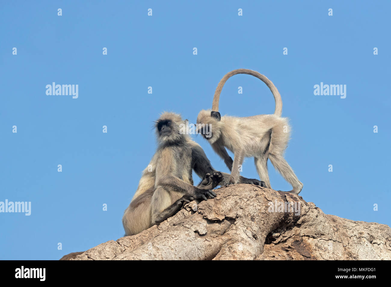 Northern plains gray langur or Hanuman Langur (Semnopithecus entellus ...