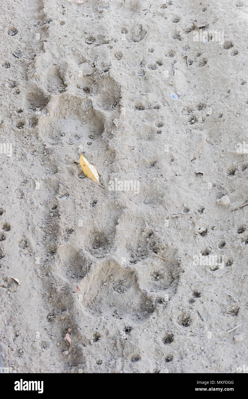 Footprints of Bengal tiger (Panthera tigris tigris) Kaziranga National ...
